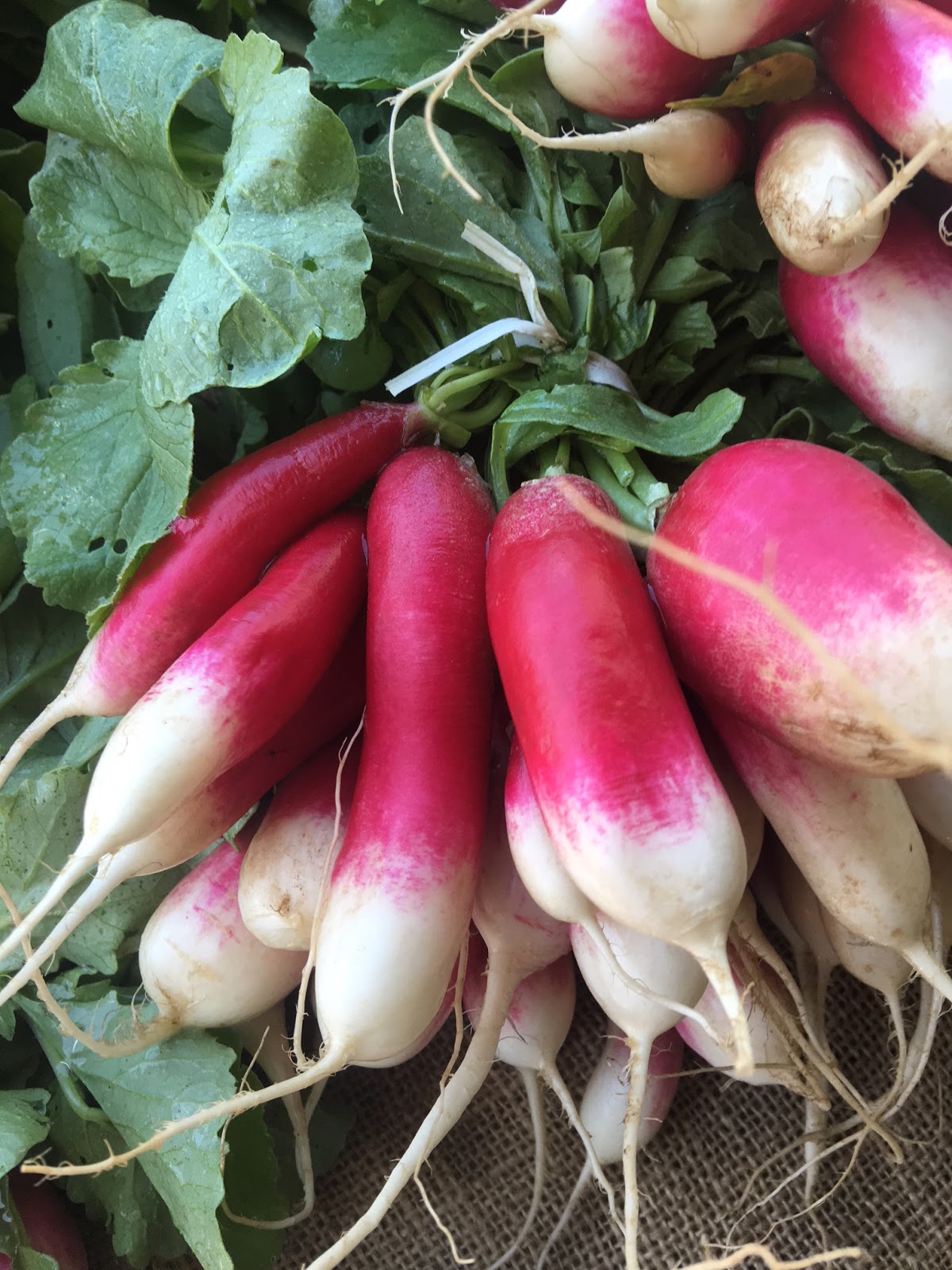 To Market, To Market with San Diego Foodstuff: Radish, Scallion, and ...