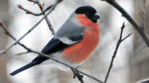 Ptaki Polskie : Gil Zwyczajny