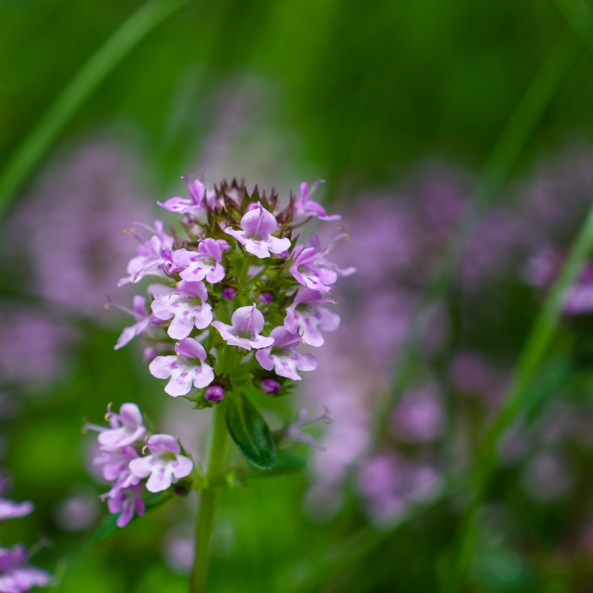 DIVJI TIMIJAN (Thymus serpyllum)