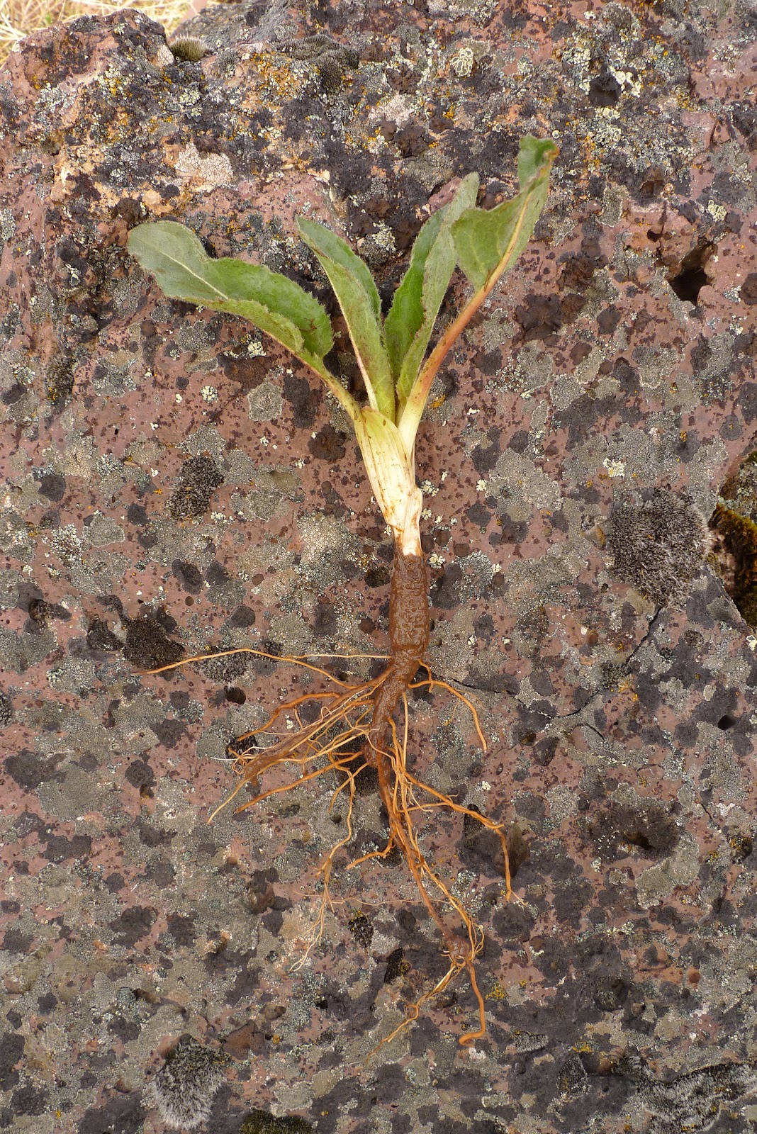 Wild Harvests: Biscuits and Balsam, edible roots of the eastside