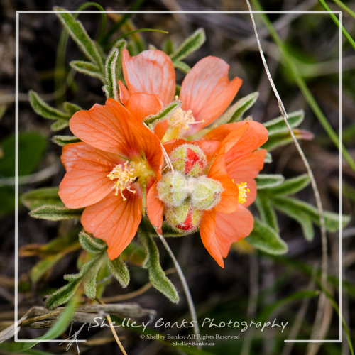 Prairie Wildflowers: Scarlet Mallow: Beauty with dirt, sticks and flies