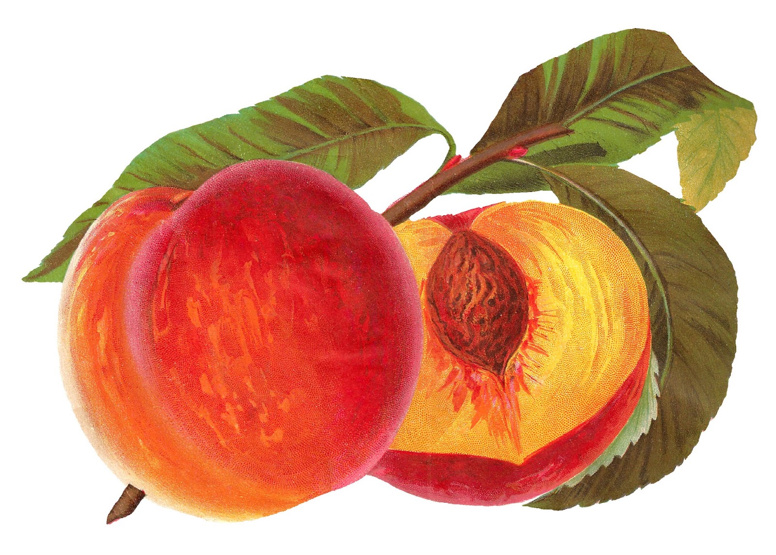 Antique Images Printable Peach Seed Catalog Artwork Vintage Fruit
