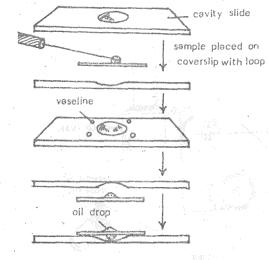 Marine biology lectures and activities: Laboratory Exercise No 7 ...
