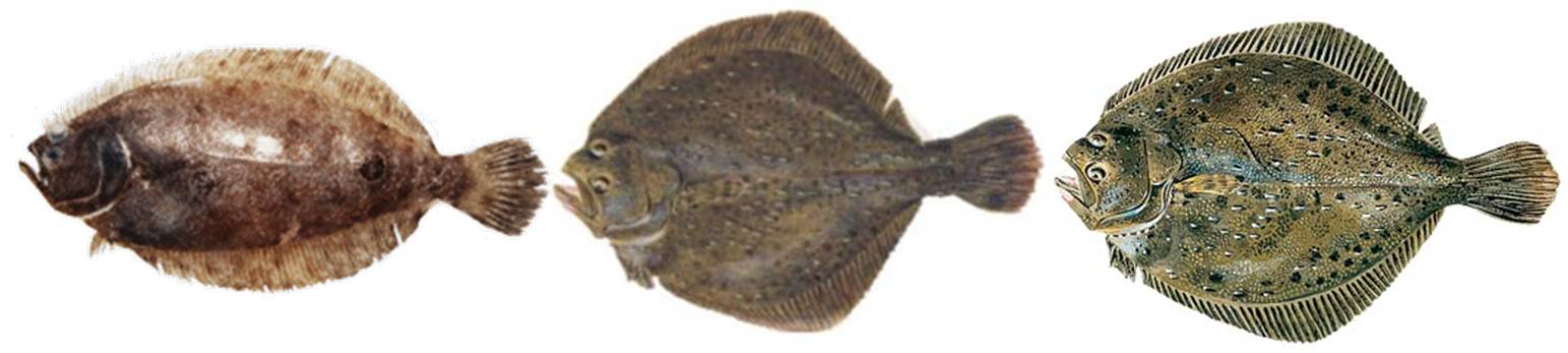 Ciencias Culinarias: LOS PESCADOS