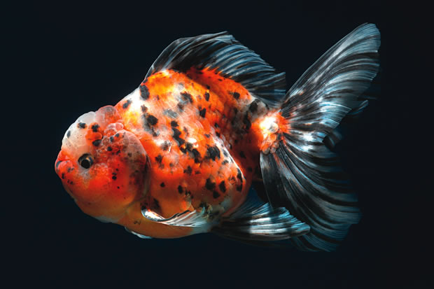 AquariofiliaBR: AQUÁRIO DE KINGUIOS