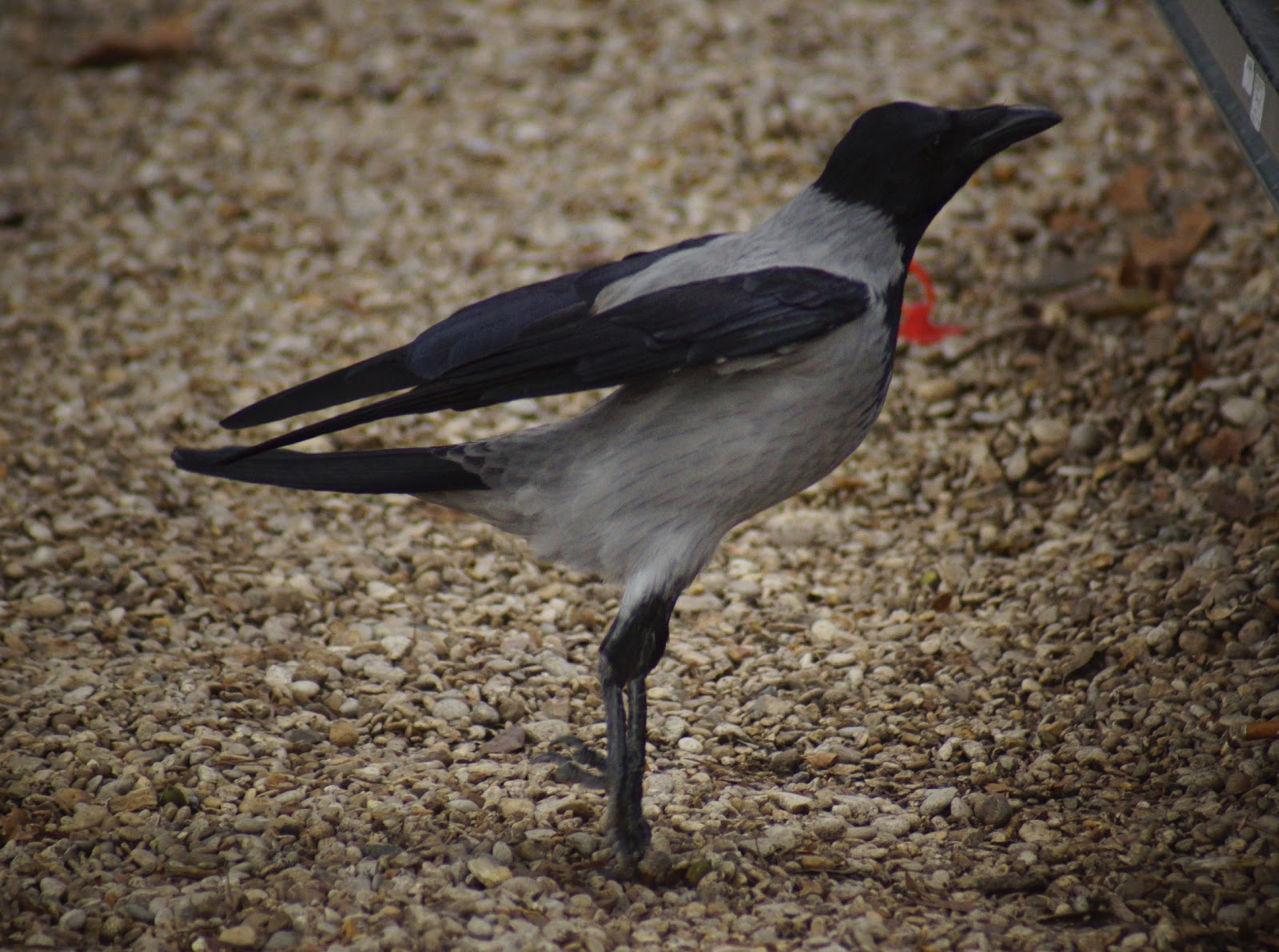 Birding Is Fun!: When In Rome...Go Birding!