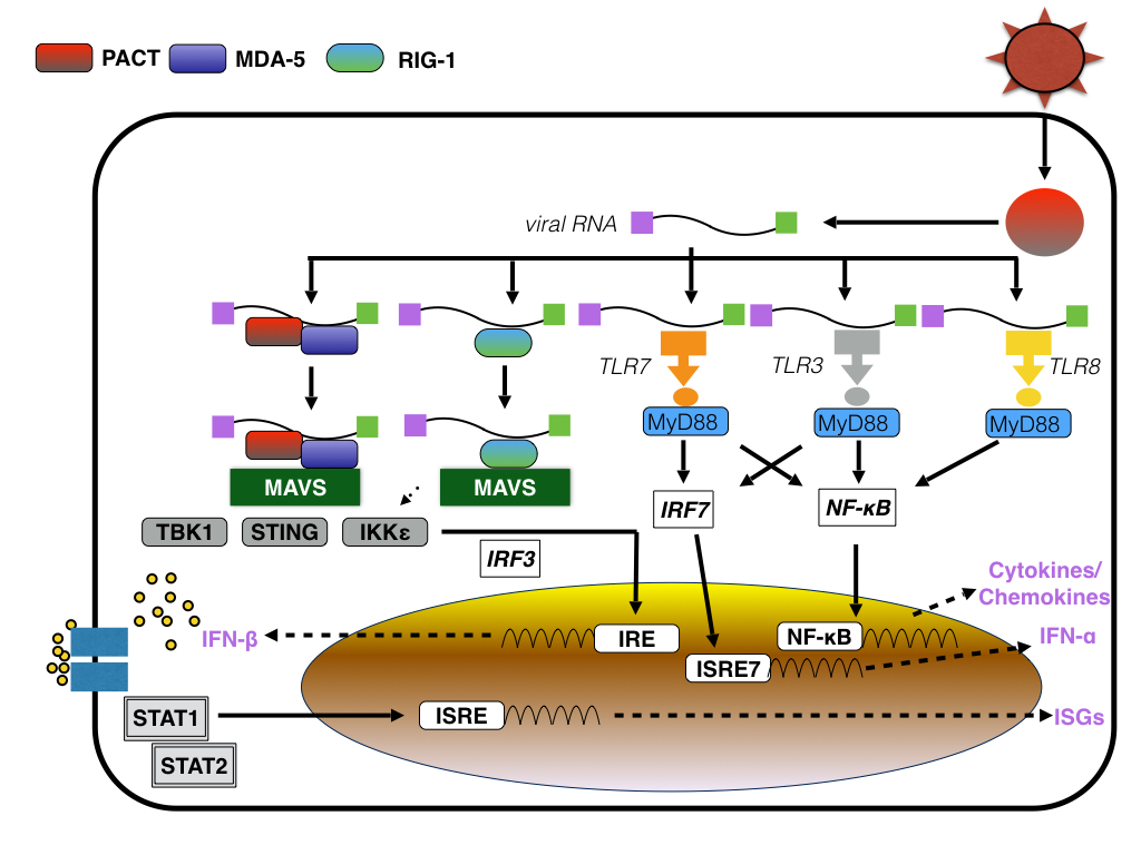 Virology tidbits: Zika Virus (ZIKV): similarities to other arboviruses