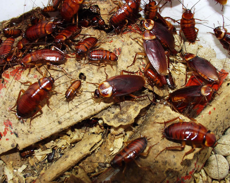 Cockroach farming is a booming business in China | JamiiForums