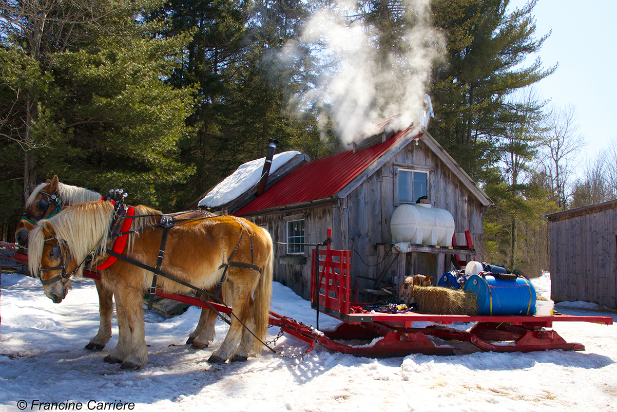 Photographie et nature: Le temps des sucres