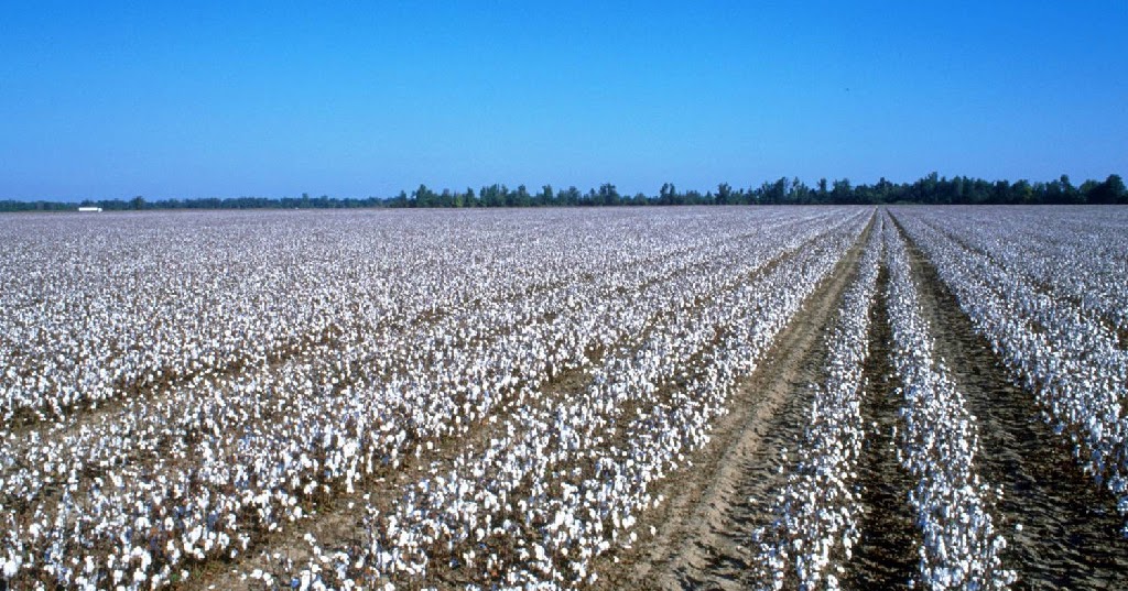 A Glance at Grass Root Level.