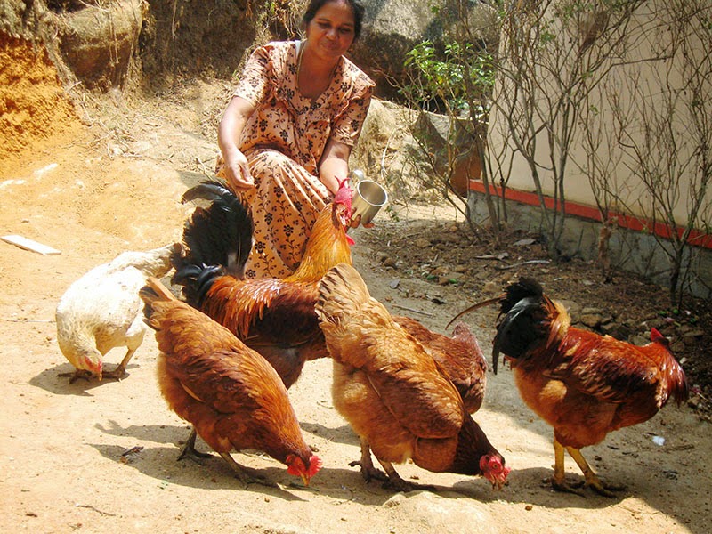 ALL CHICKEN BREEDS FROM INDIA