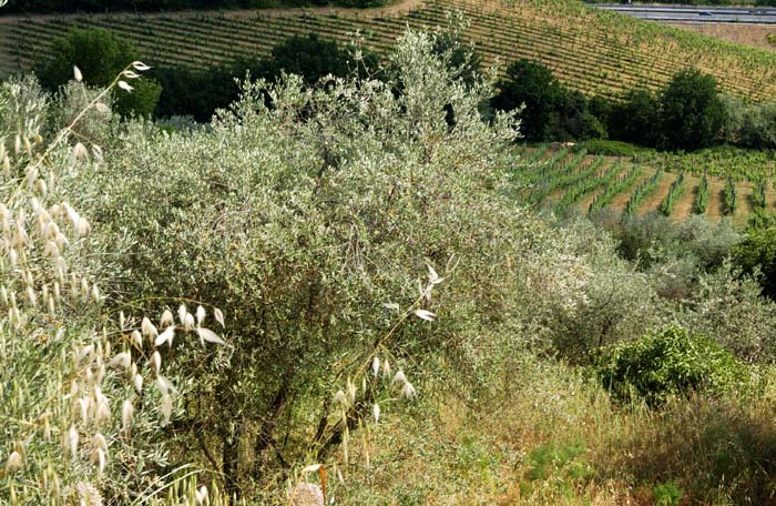 Through the lens: High Noon Photography Tips