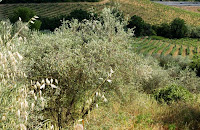 Through the lens: High Noon Photography Tips