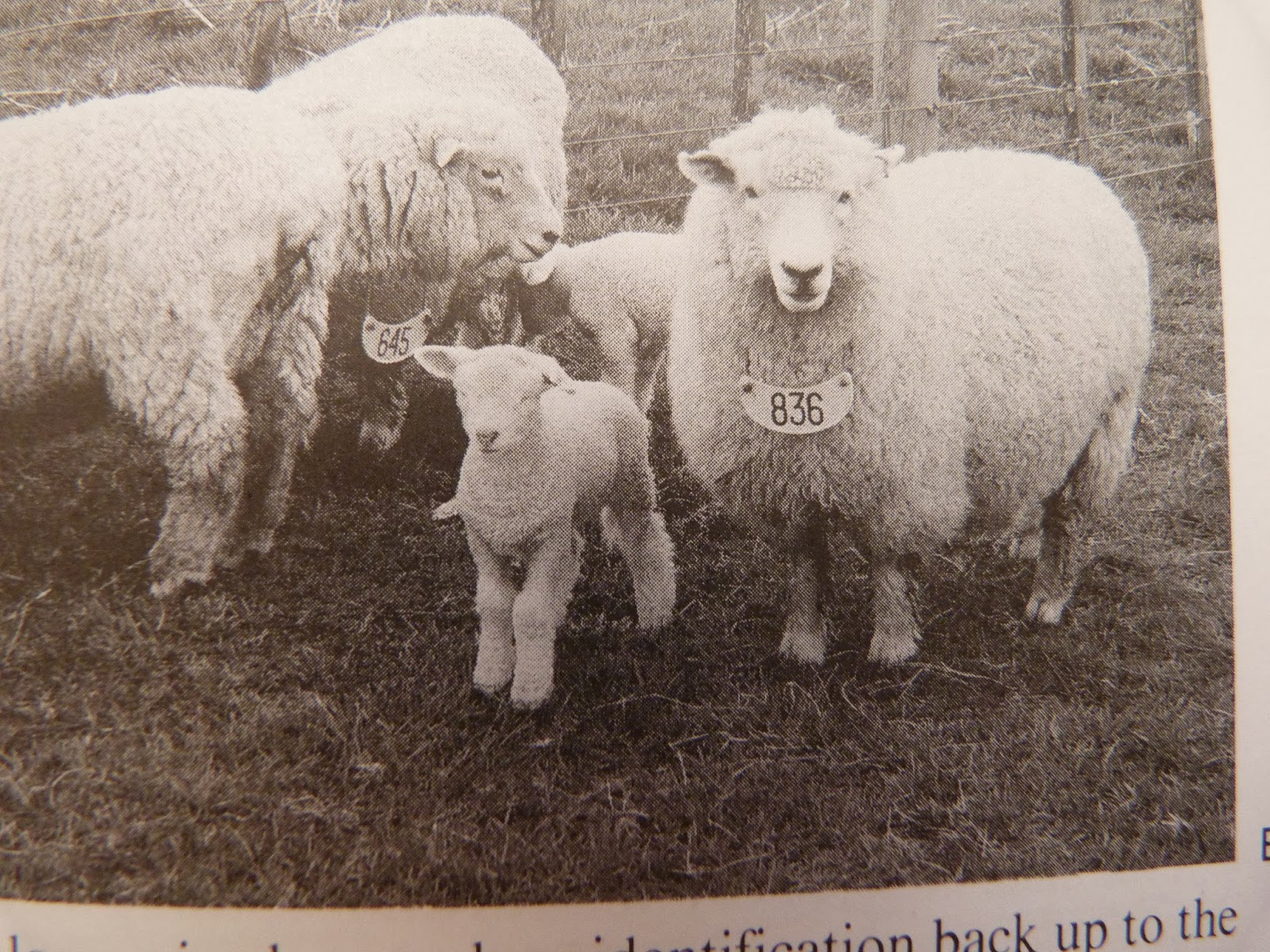 Woolshed 1: No 7. Sheep Performance Recording in New Zealand. History ...