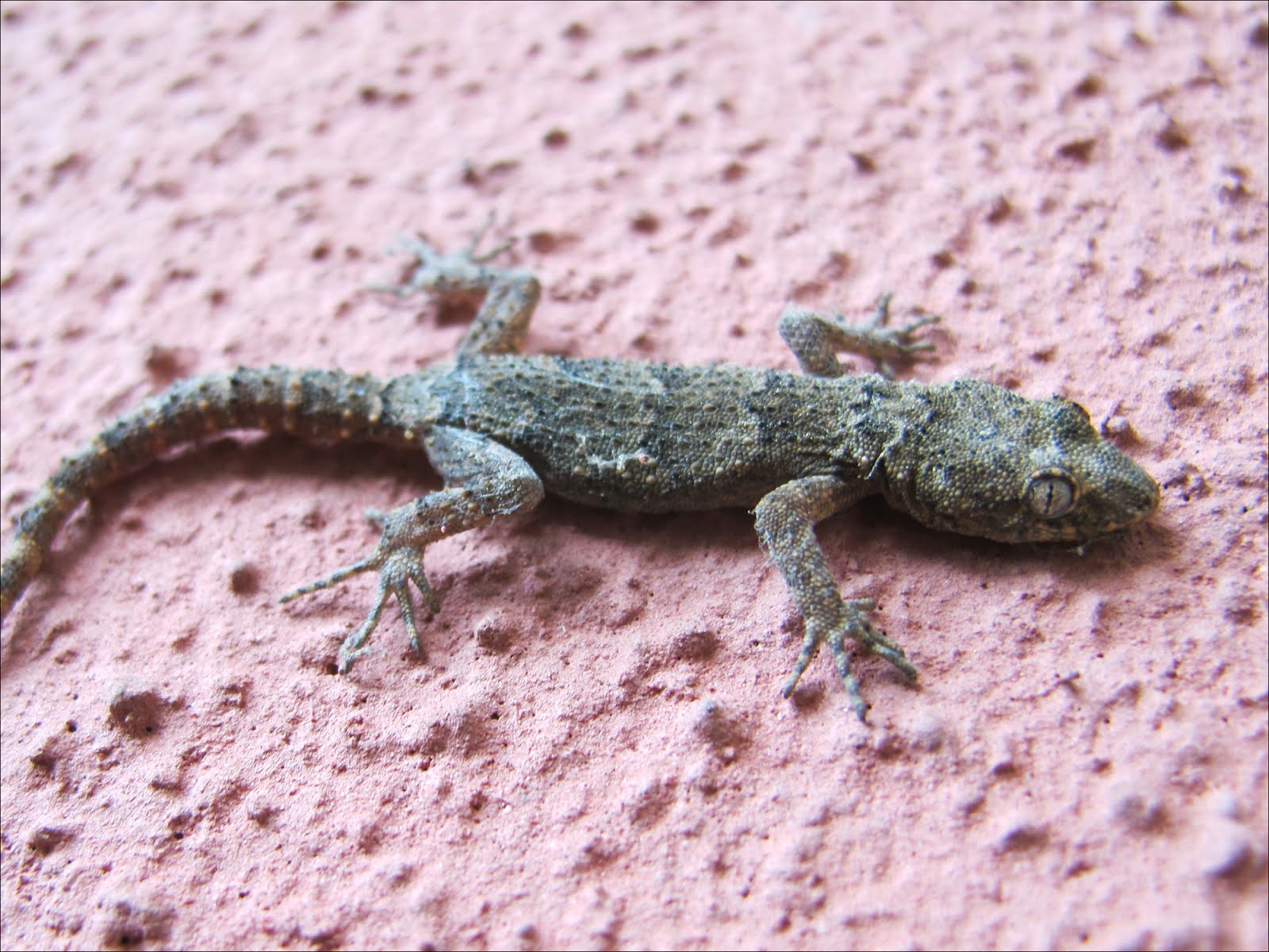 The Adventures of C. M. Kosemen: Encounters with Mediterranean Geckos