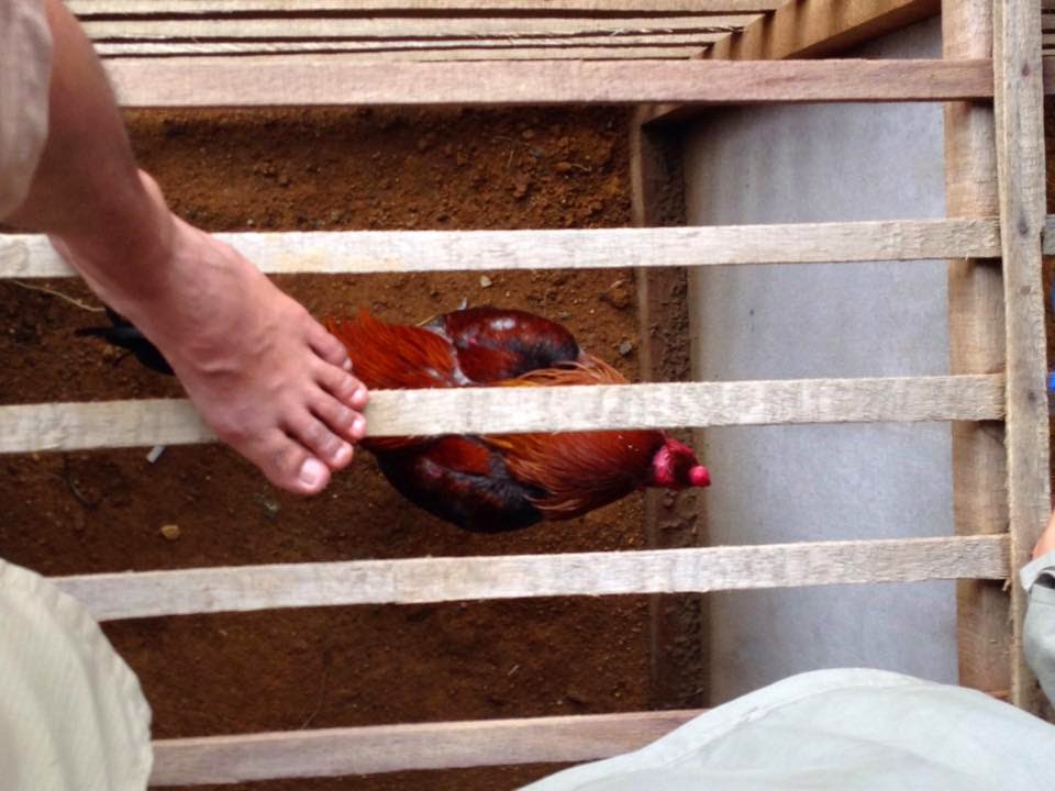 SABUNG AYAM ; ANTARA TRADISI DAN BUDAYA JUDI ~ DUNIAINDRA