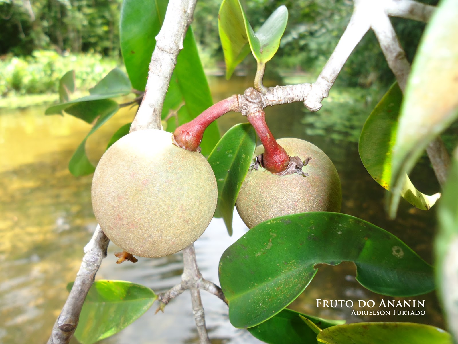 Anani, Ananin, Uanani - Symphonia globulifera L. f. (Clusiaceae)