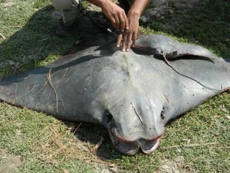 Mangrove Forest Species: Wildlife of Sunderban
