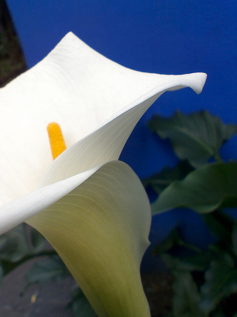 Fiorishop Florerías: Los secretos del Alcatraz