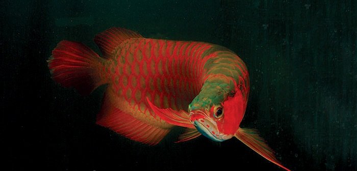 Arowana Myth and Beauty