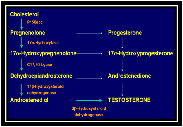 Dr. Bharati's Hub: Testosterone Synthesis and Signalling