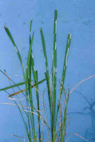 Koperasi Agro Belantik: Perosak Peringkat Awal Tanaman Padi