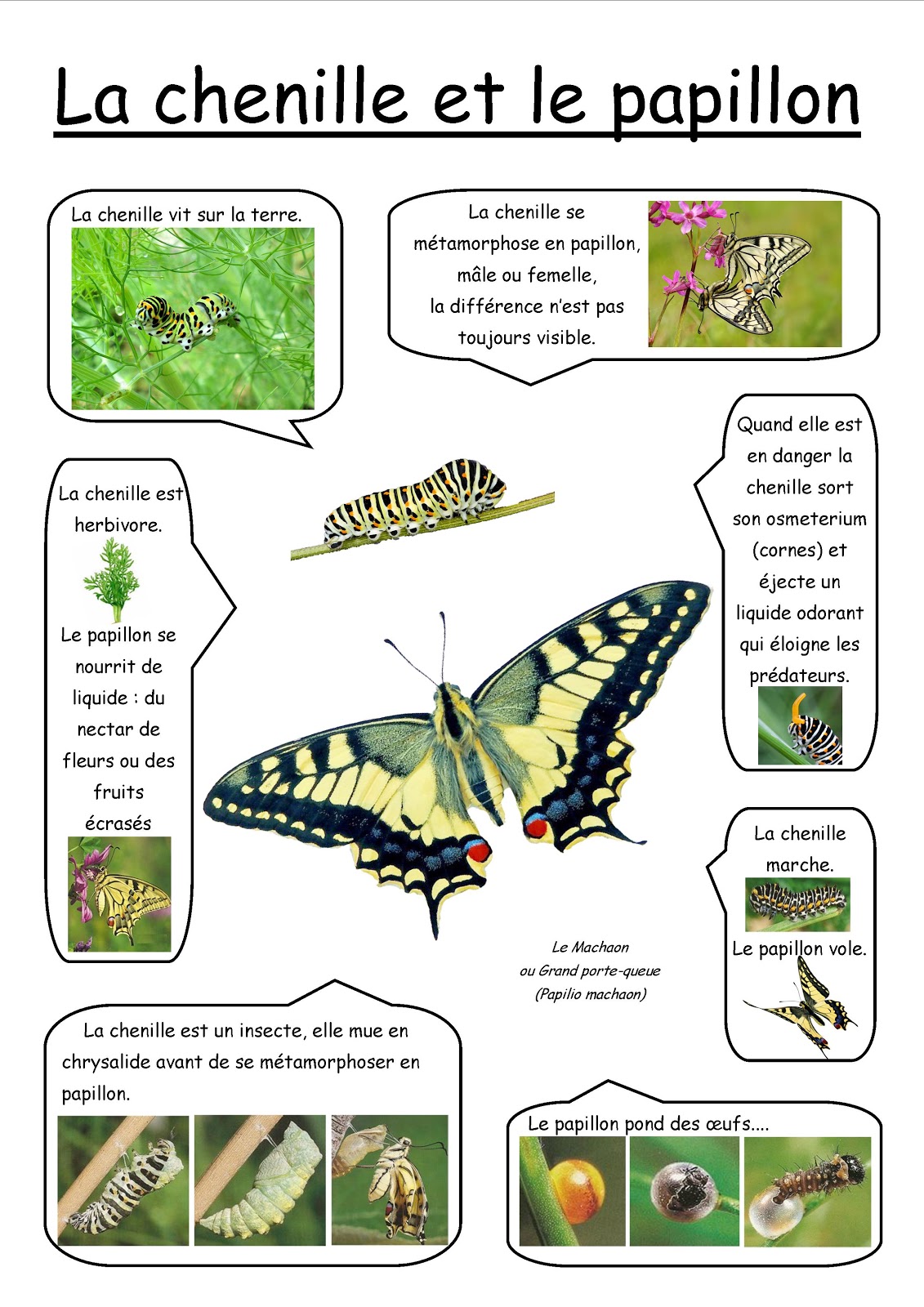 Le Journal de Nounou Sophie: Bilan de la semaine 21 - Le papillon