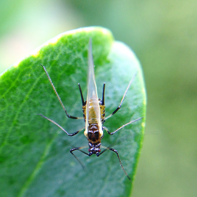 The Insect Diary: Green Peach Aphid: Myzus persicae