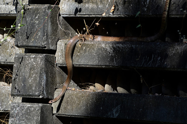 Ular Asli Indonesia: Ular King Koros (Ptyas carinata)