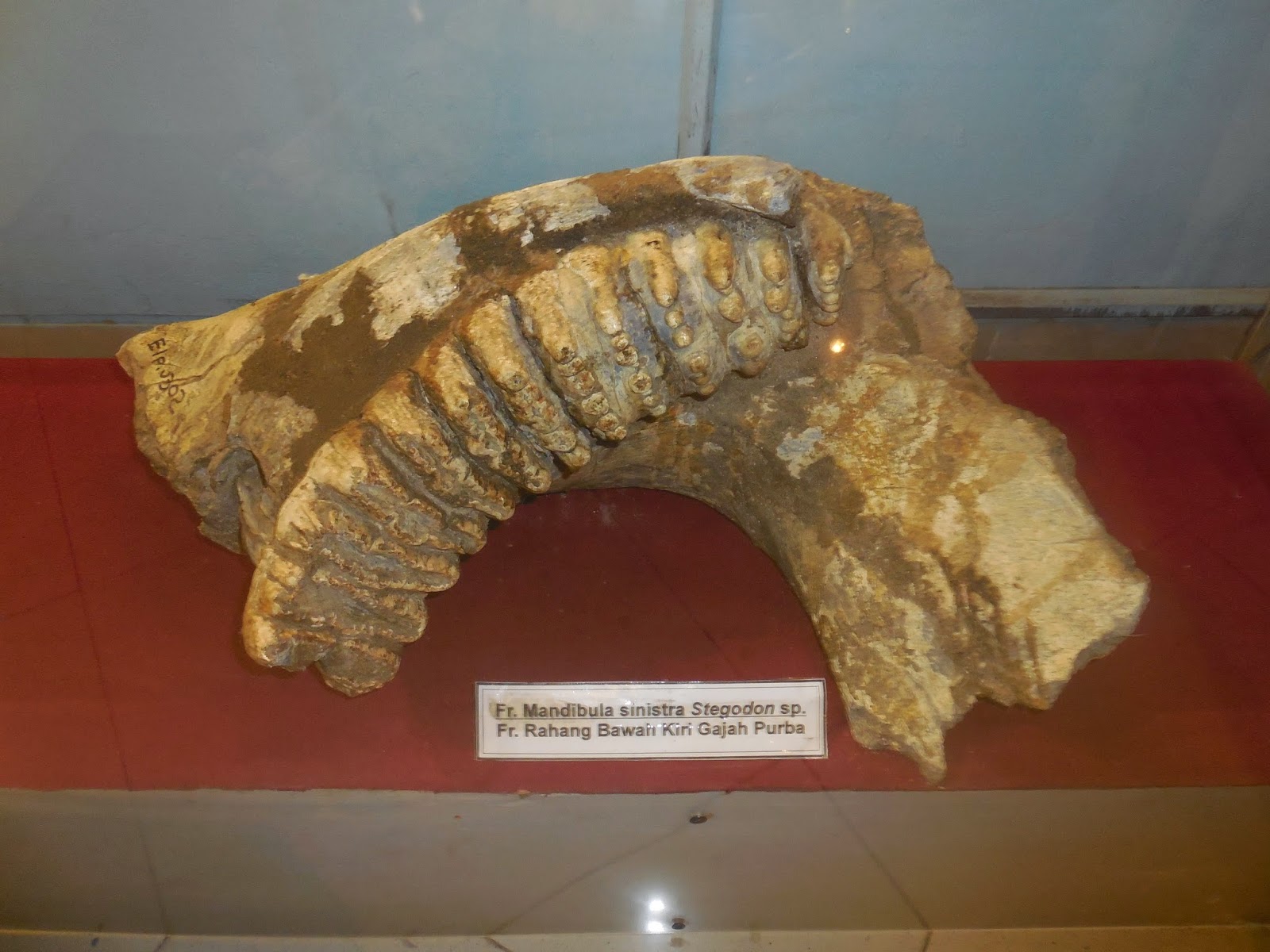 museum Manusia purba sangiran ~ JURNALIS