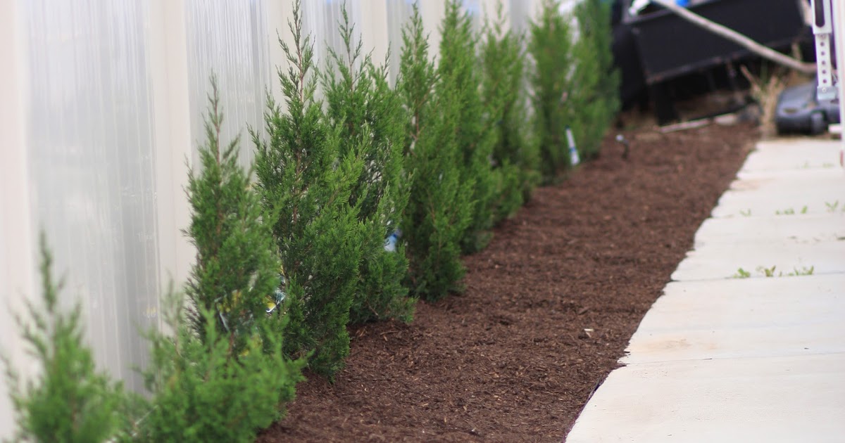 Rich Ideas: In My Backyard-Fruit Trees