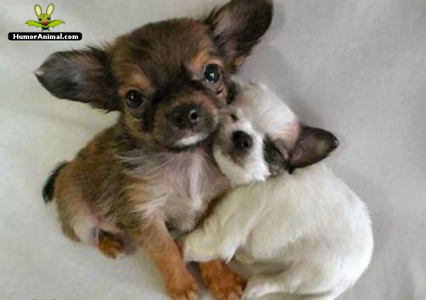 TODO SOBRE PERROS: PERROS GRACIOSOS