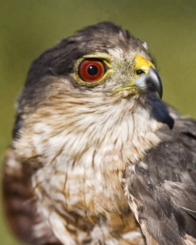 OC Birder Girl: Sharp-shinned Hawk--Accipiter striatus