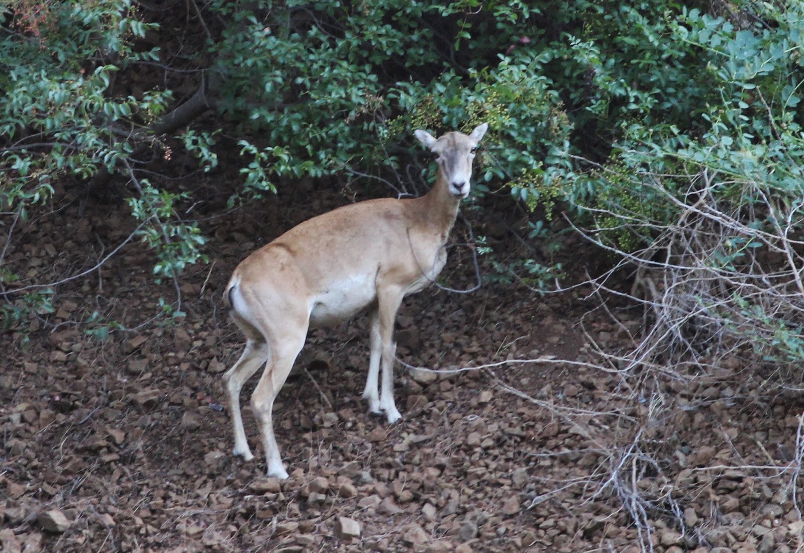 Mammals of Cyprus - Τα θηλαστικά της Κύπρου by George Konstantinou ...