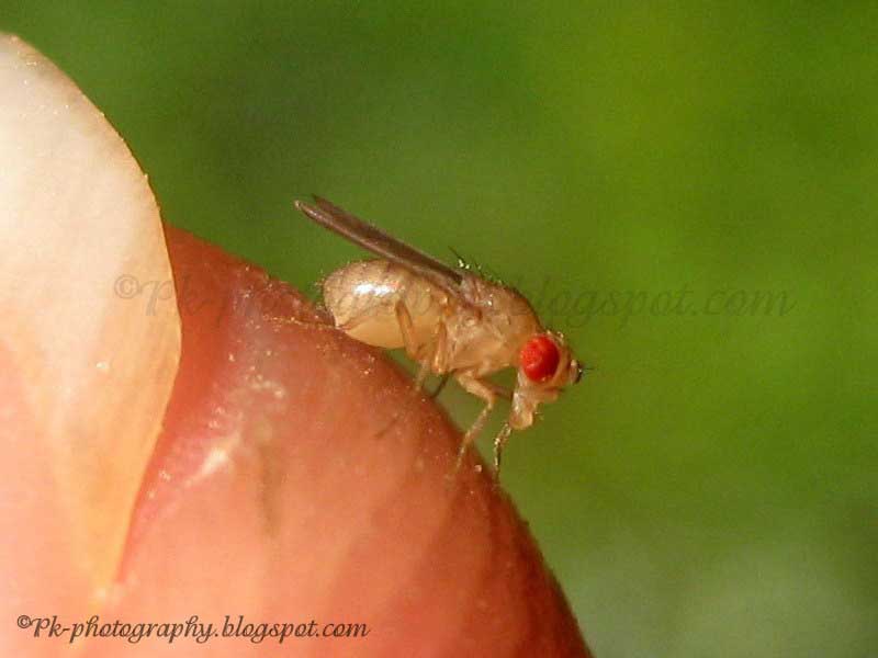 Drosophila Melanogaster Life Cycle Nature Cultural And Travel