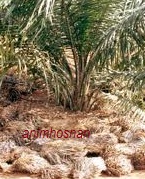 Petak Semai: KAWALAN RUMPAI LADANG SAWIT