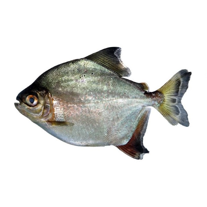 Species New to Science: [Ichthyology • 2016] Myloplus lucienae • A New ...