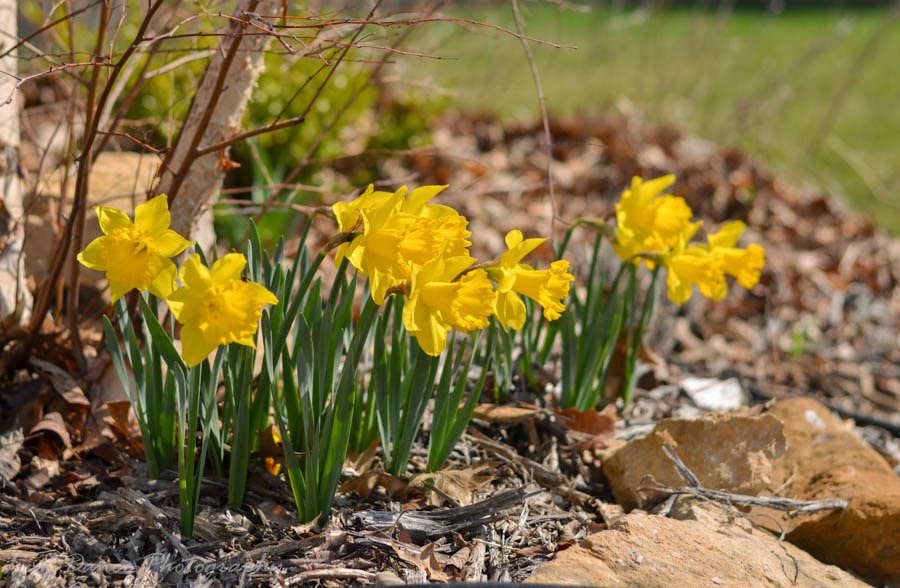 Leaf Dance Photography: Flowers of Spring // In Morning light