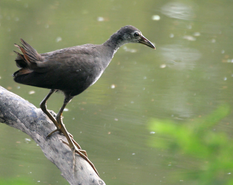 White-breasted Waterhen - ARUNACHALA BIRDS