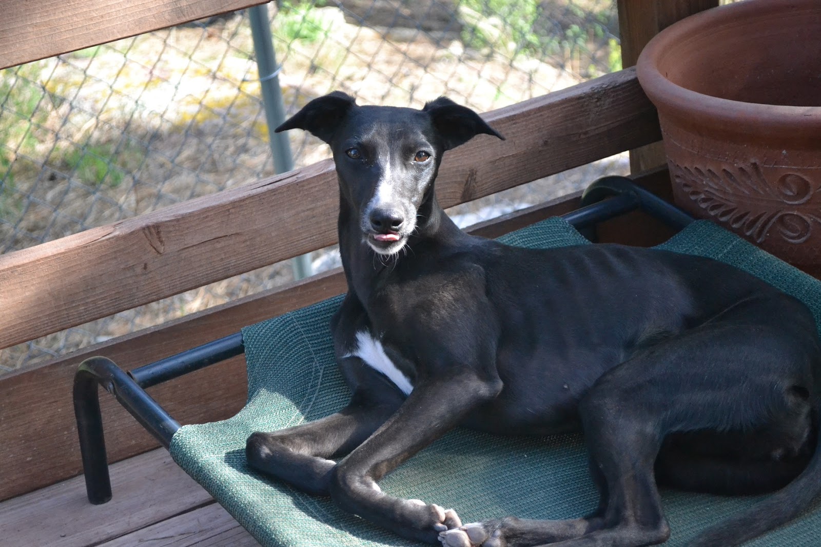 Horsetooth Whippets: May 2017