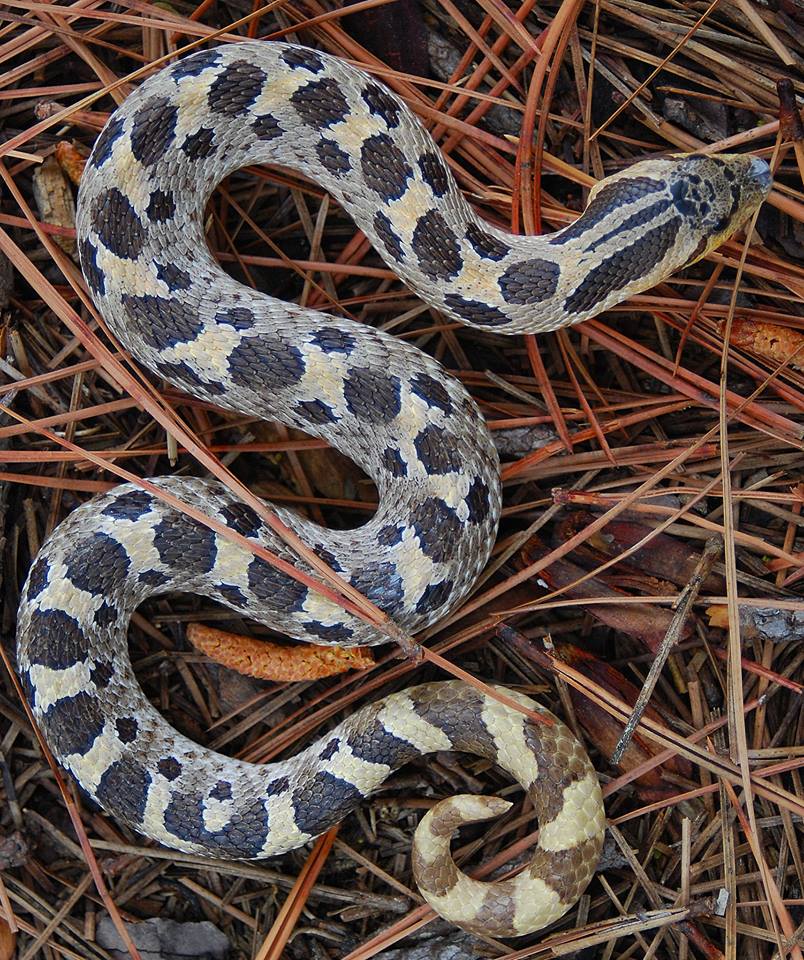 Life is short, but snakes are long: What the State Snakes Should Be ...