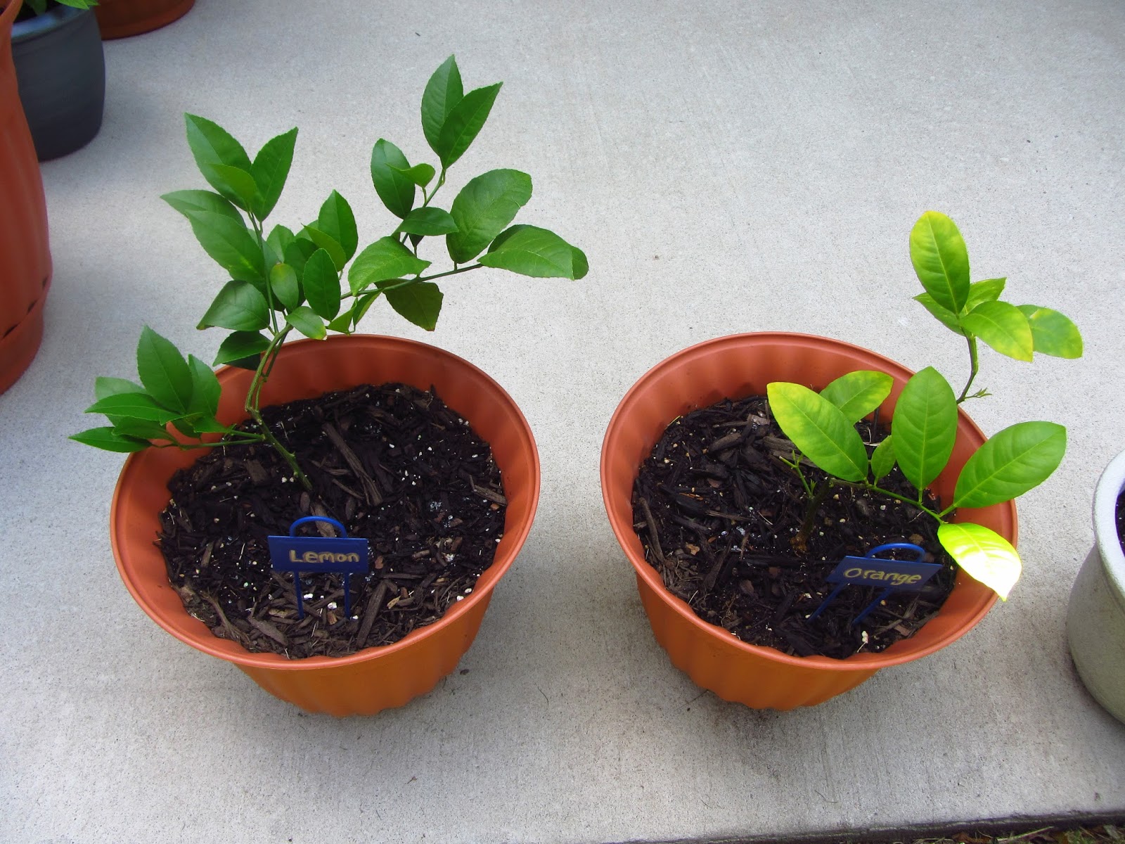 Bobbins of Basil: Saving baby orange tree