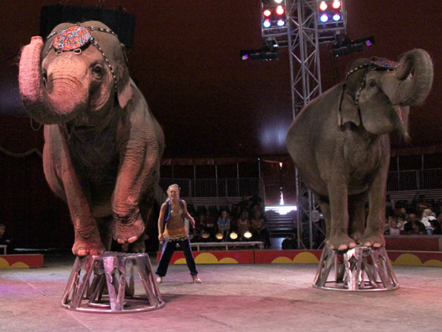 Up Mommy Creek: The Circus is Coming to Town!