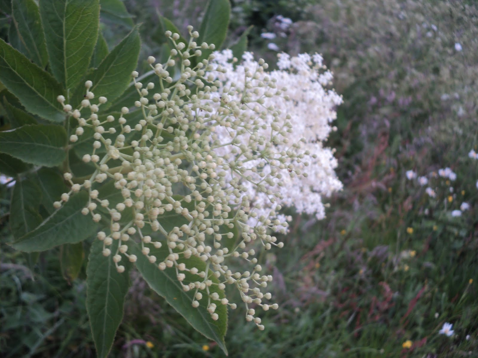 naturalete si firesc: Miresme de menta si floare de salcam, maces, si soc