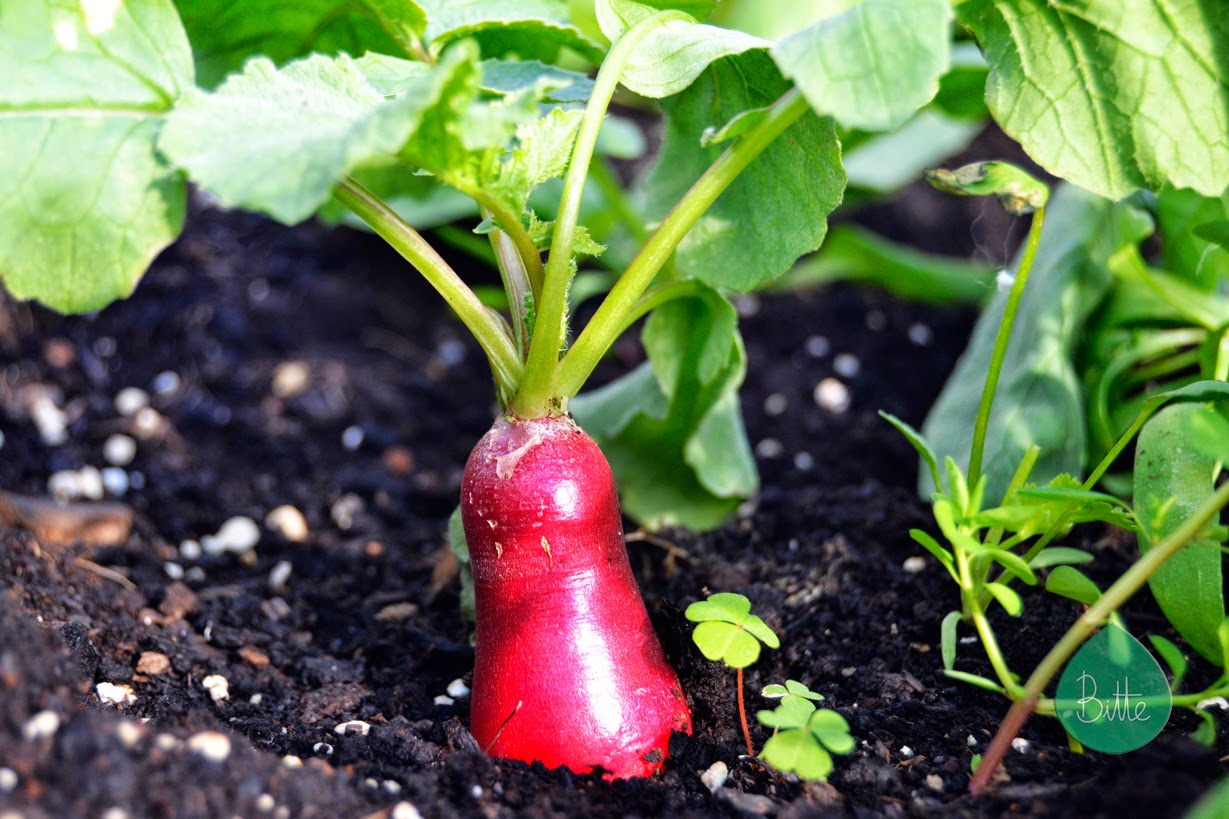 Bitte: Rábanos: vida en el huerto