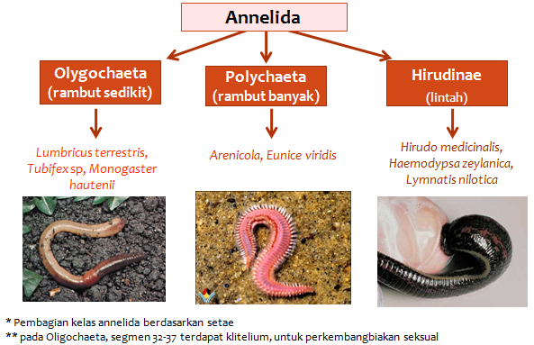Kingdom of Animalia: Filum Annelida