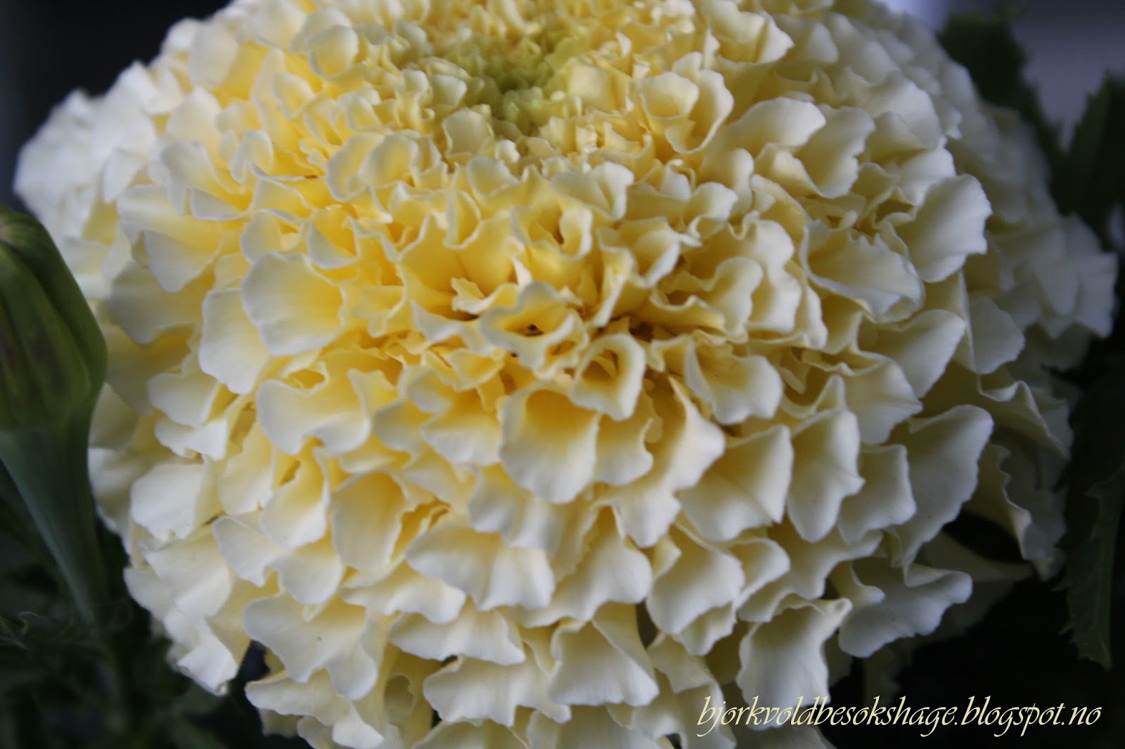 Bjørkvold besøkshage: Tagetes Erecta "Vanilla"