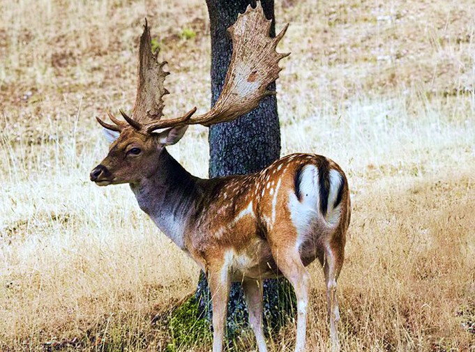 El Gamo Común Ibérico