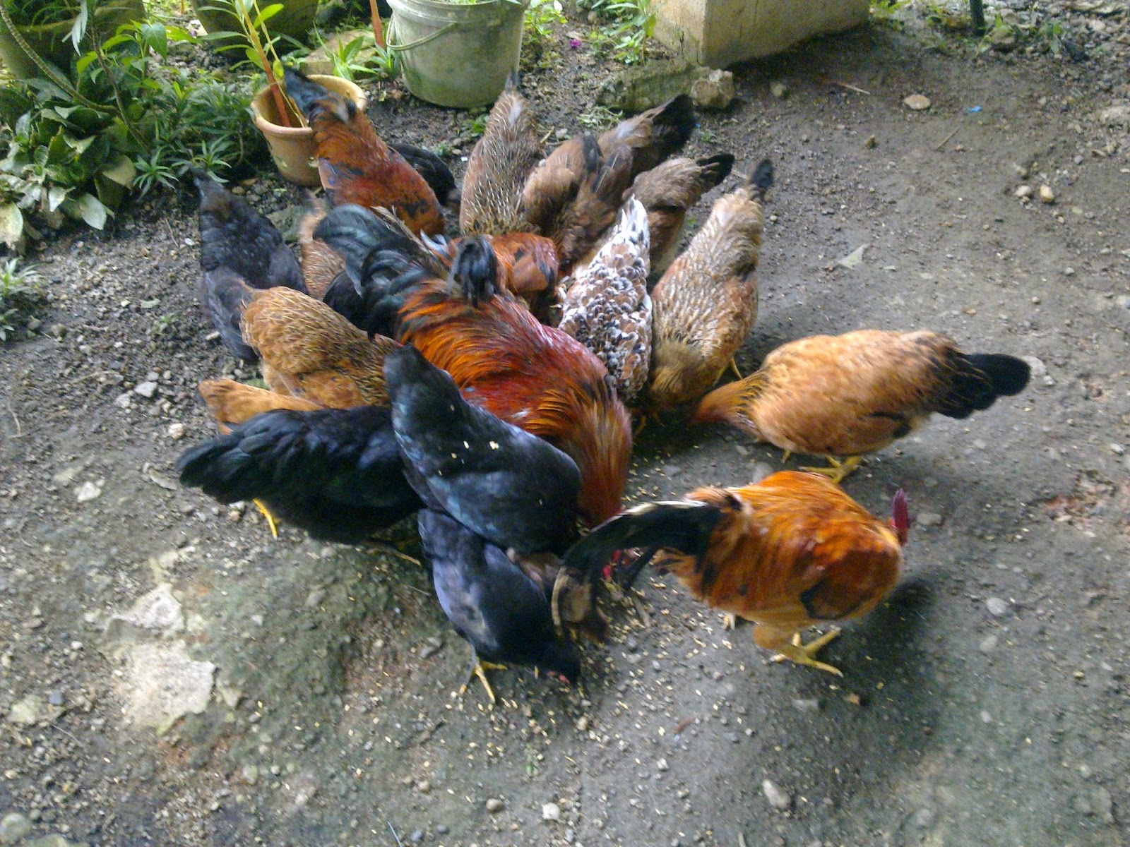 Ayam Kampung - Supplier hewan Ternak Surabaya