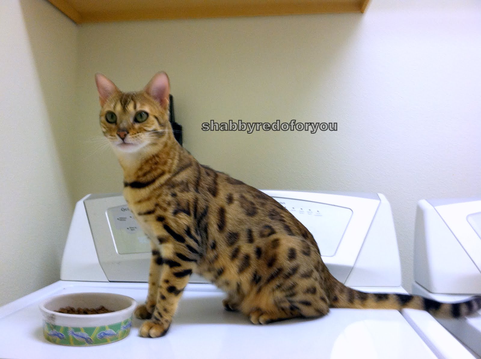 Shabby Redo For You !: Laundry Dryer Lint DIY